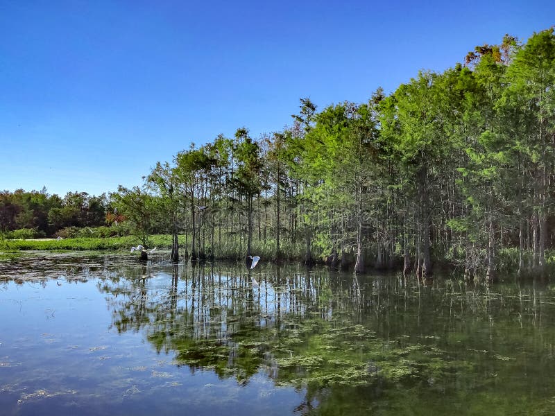 Flying white swamp birds stock photo. Image of feet - 107602670