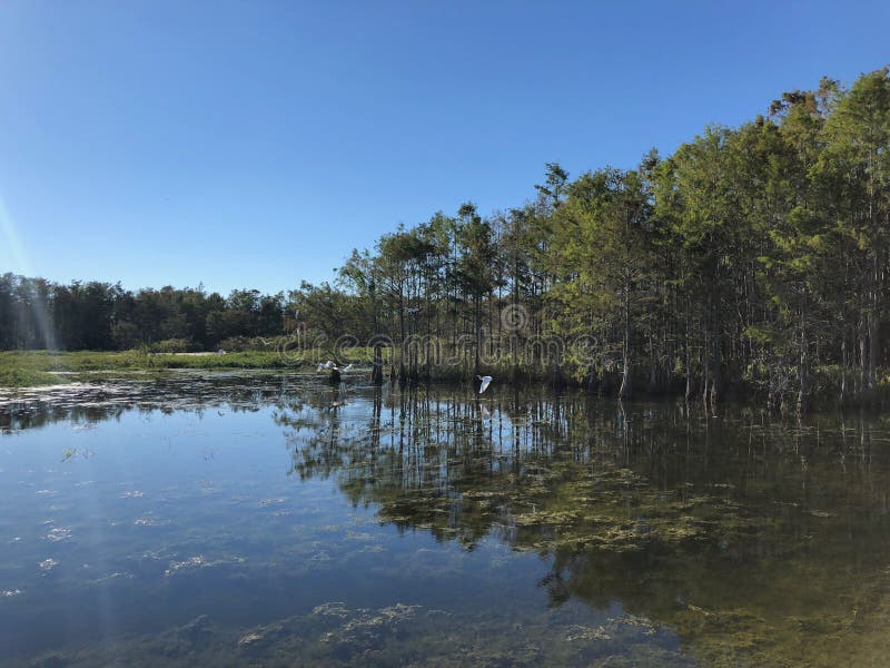 White Birds Flying Louisiana Swamp Stock Photos - Free & Royalty-Free ...