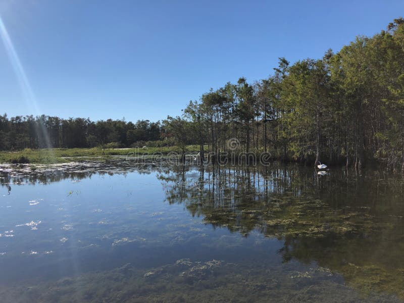 Flying white swamp birds stock photo. Image of arrive - 107602708