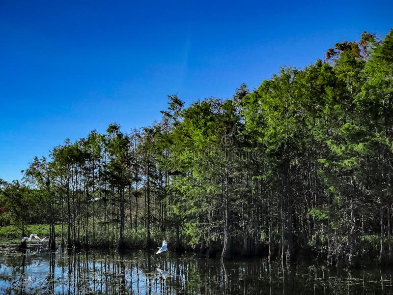 Flying white swamp birds stock photo. Image of feet - 107602752