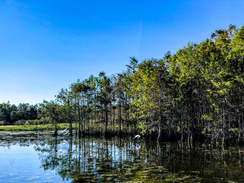 Flying white swamp birds stock photo. Image of nature - 108228048