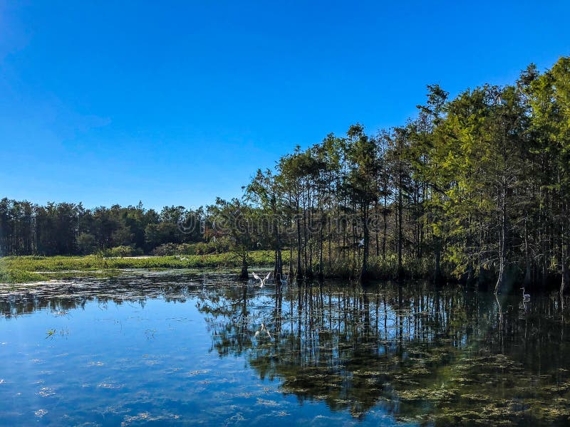 Flying white swamp birds stock image. Image of ibis - 108228097