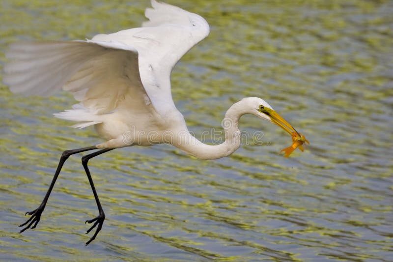 White egrets predator stock photo. Image of predator - 25763642