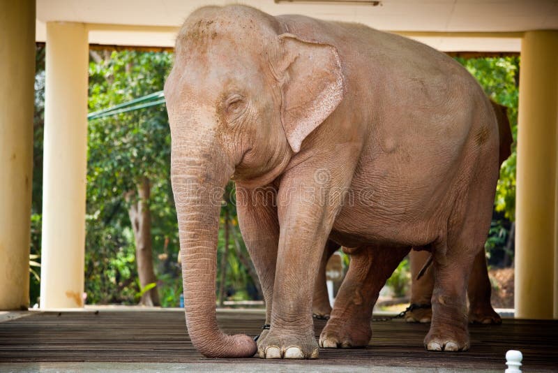 White elephant stock photo. Image of conservation, reserve - 51734122