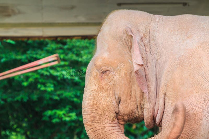 White elephant, Myanmar stock photo. Image of proboscis - 45584396