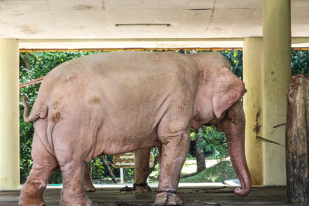 White elephant stock image. Image of animal, bird, burma - 54444965