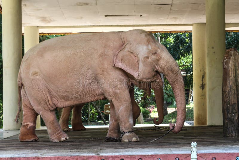 White elephant stock photo. Image of myanmar, cute, purple - 54444990