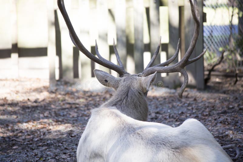 White Elk stock photo. Image of head, grazer, game, environment - 87369984
