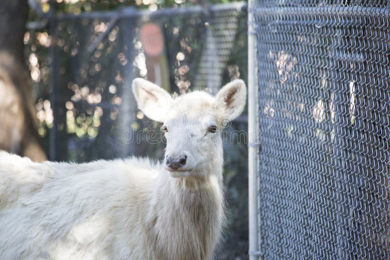 White Elk stock image. Image of forest, captivity, elaphus - 87369503