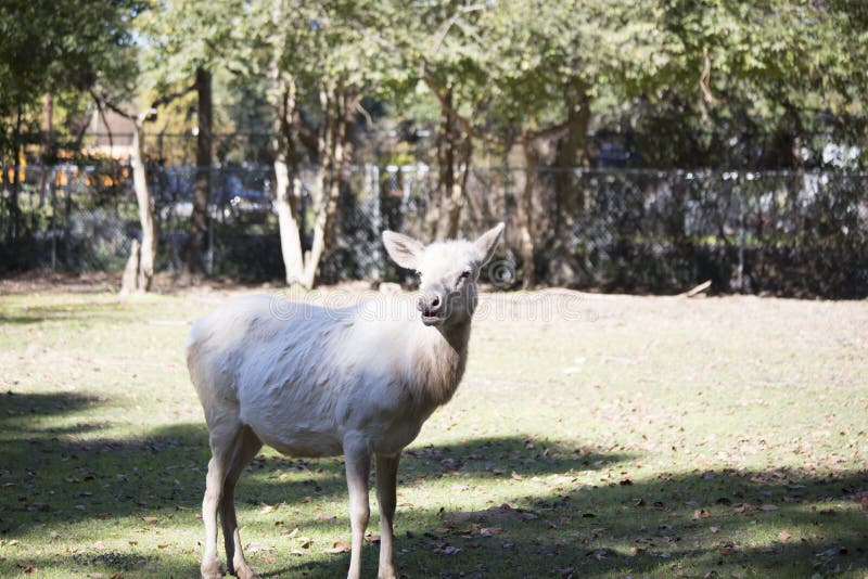 White Elk stock image. Image of outdoors, cervus, deer - 87369777