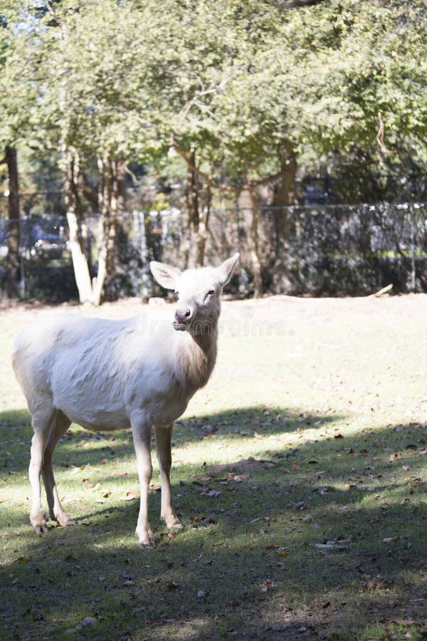 9,980 White Elk Stock Photos - Free & Royalty-Free Stock Photos from ...