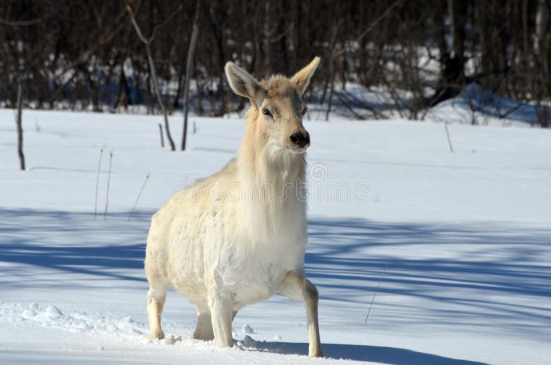 White Elk stock photo. Image of dangerous, white, wilderness - 30372938
