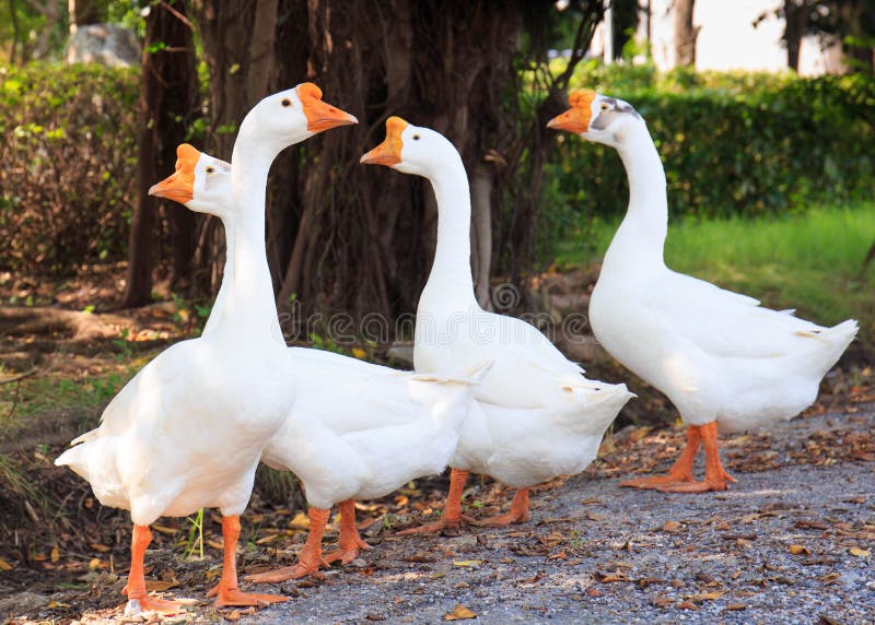 White Embden Geese stock image. Image of direction, marching - 14592101