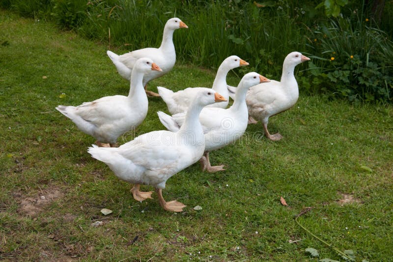 White Embden Geese stock image. Image of direction, marching - 14592101