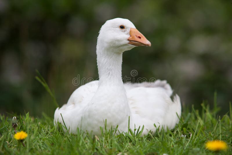 White Embden Geese stock image. Image of direction, marching - 14592101