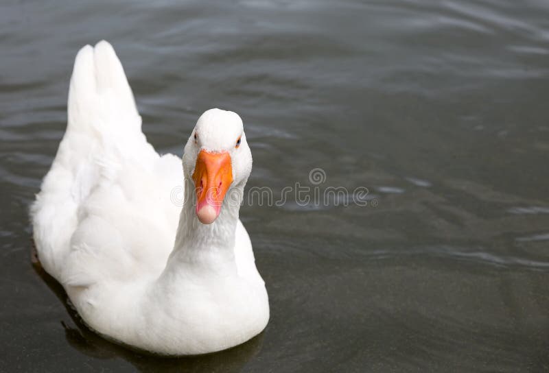 White Embden Geese stock image. Image of direction, marching - 14592101