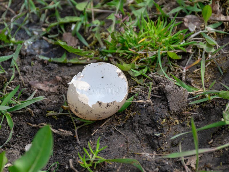 A White and Empty Egg Shell on the Ground Stock Photo - Image of growth ...