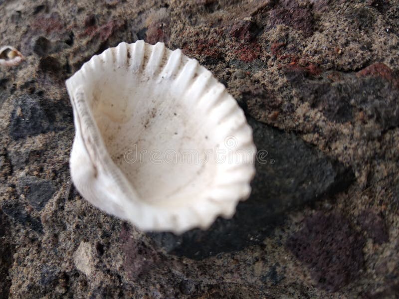 White Empty shell stock image. Image of ground, animal - 203002677