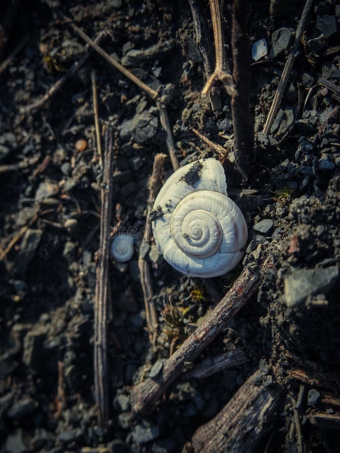 White Empty Snail Shell on the Ground Stock Photo - Image of land ...