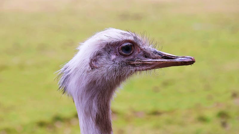 White Emu in Close Up. Head of White Emu. Side View. Stock Photo ...