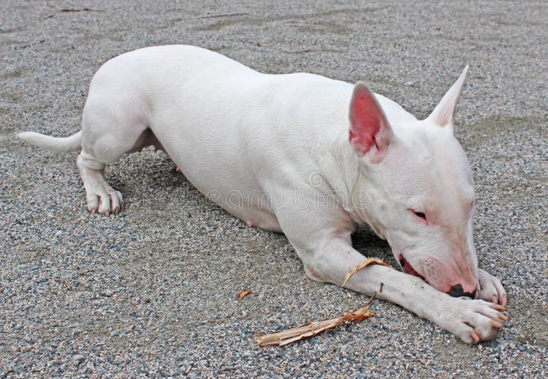 White English Bull Terrier stock photo. Image of ears - 64781406
