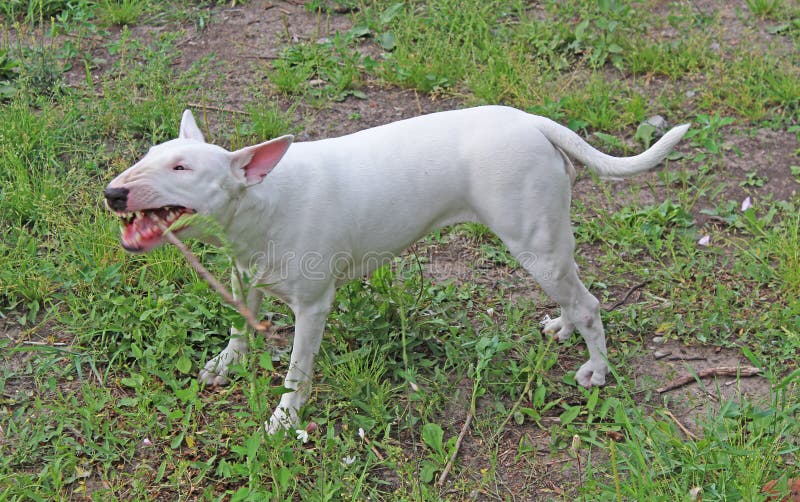 White English Bull Terrier stock photo. Image of stick - 64781410