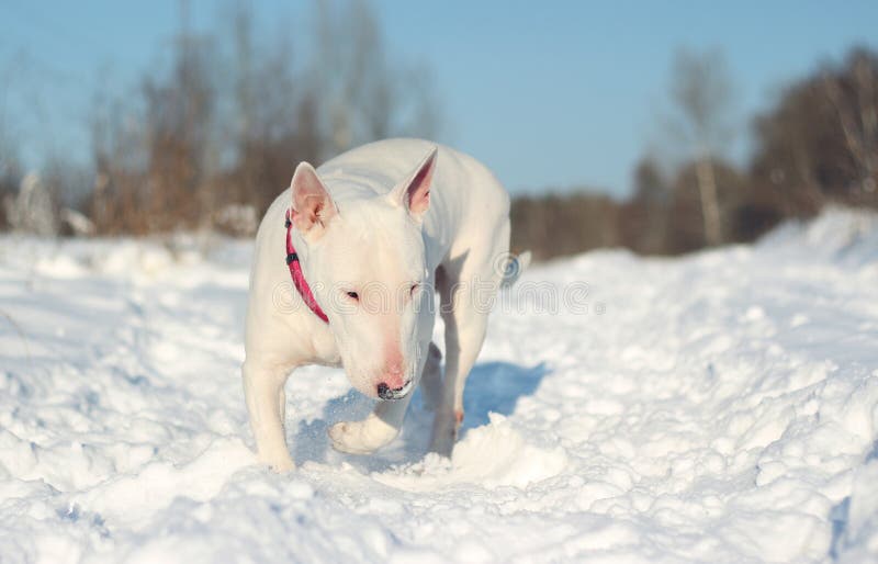 White English Bull Terrier on Nature Stock Image - Image of funny ...