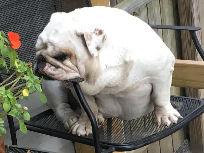 Ruby Sue the Bulldog stock photo. Image of bulldog, ruby - 101735388