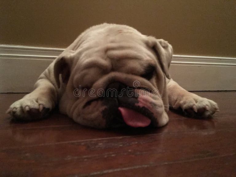 Ruby Sue the Bulldog stock image. Image of white, nose - 101735413