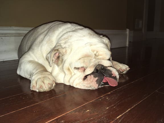 Ruby Sue the Bulldog stock image. Image of carnivoran - 101735415