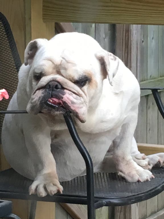 Ruby Sue the Bulldog stock photo. Image of bulldog, white - 101735396