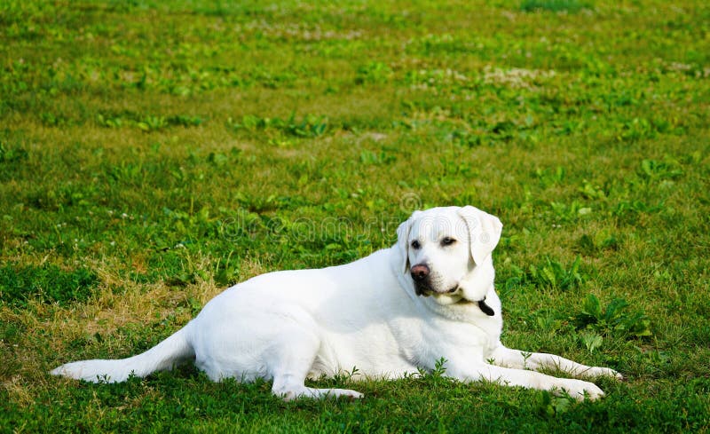 A White English Labrador Dog Stock Photo - Image of labrador, tail ...