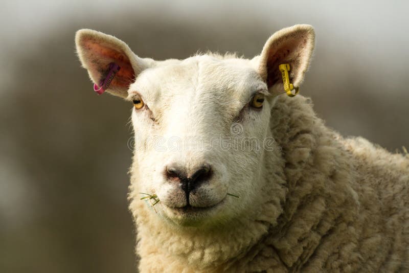 Sheep Head Stock Images - Download 12,202 Royalty Free Photos
