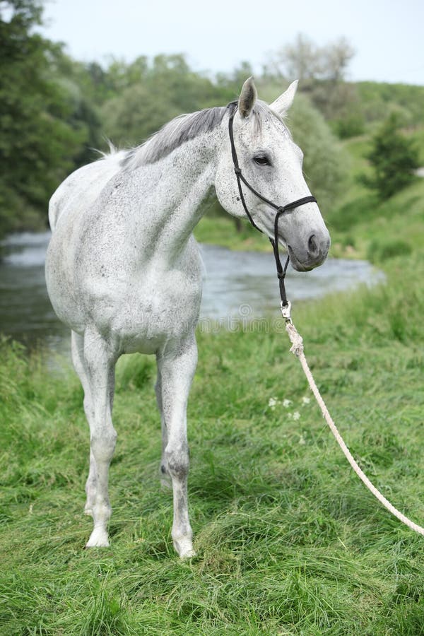 White English Thoroughbred Horse in Front of River Stock Photo - Image ...