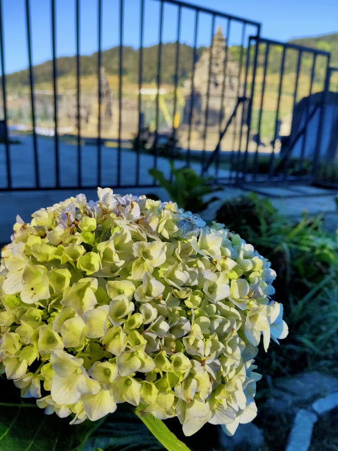 White enternal Flower stock photo. Image of flower, petal - 221191286