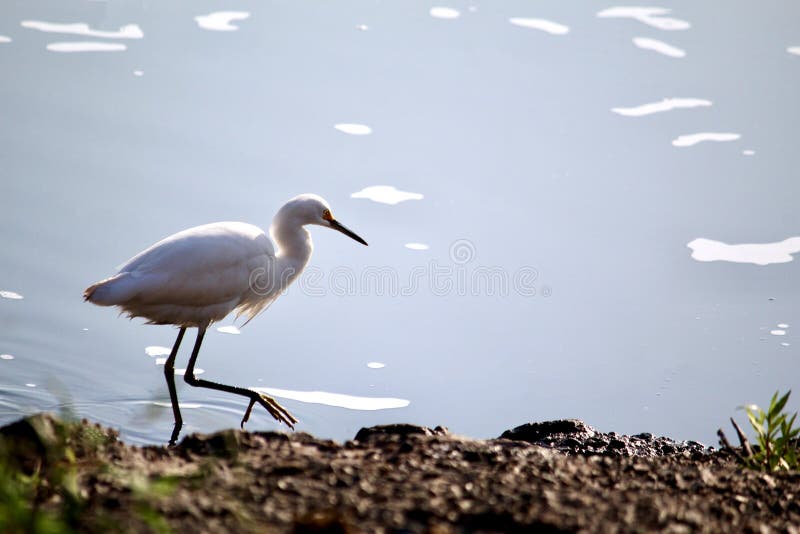 White eron stock photo. Image of eron, feathers, legs - 219320904