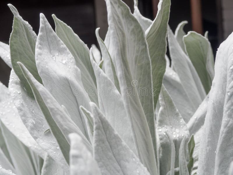 White espeletia plant stock image. Image of nature, frailejones - 165739625