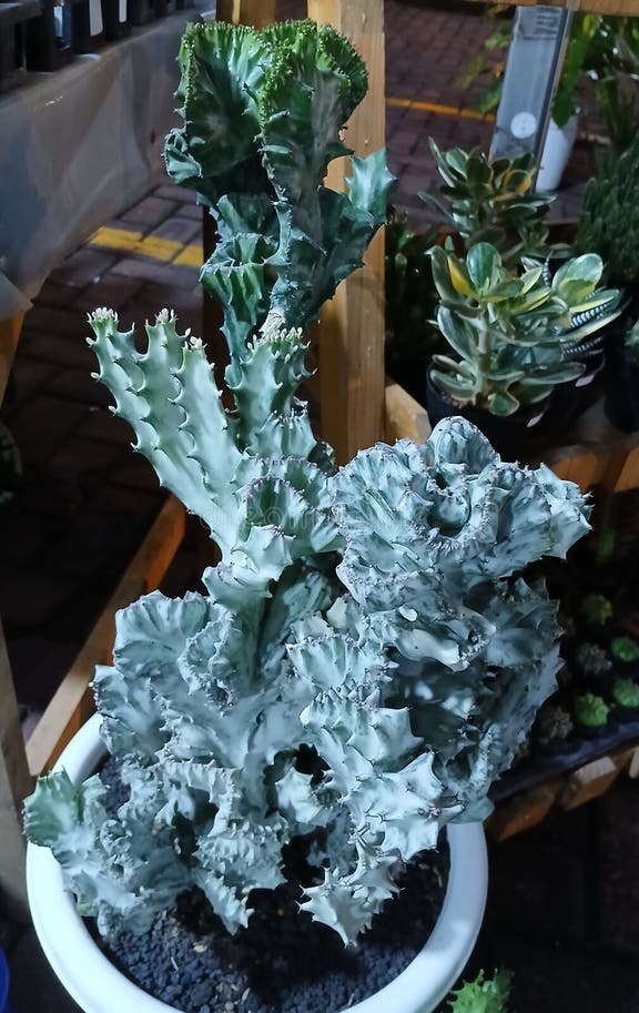 White Euphorbia Lactea Cactus Stock Image - Image of white, euphorbia ...