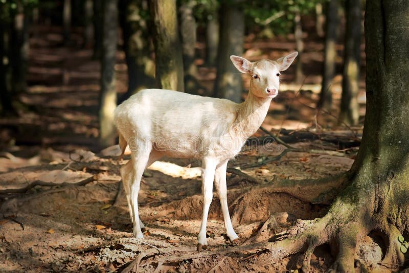 White European Fallow Deer in Forest Stock Image - Image of standing ...