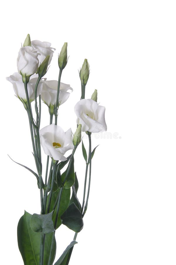 White eustoma flower stock image. Image of petals, lisianthus - 88298239