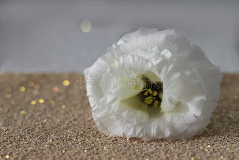 A White Eustoma Flower Lies on a Shiny Background Stock Image - Image ...