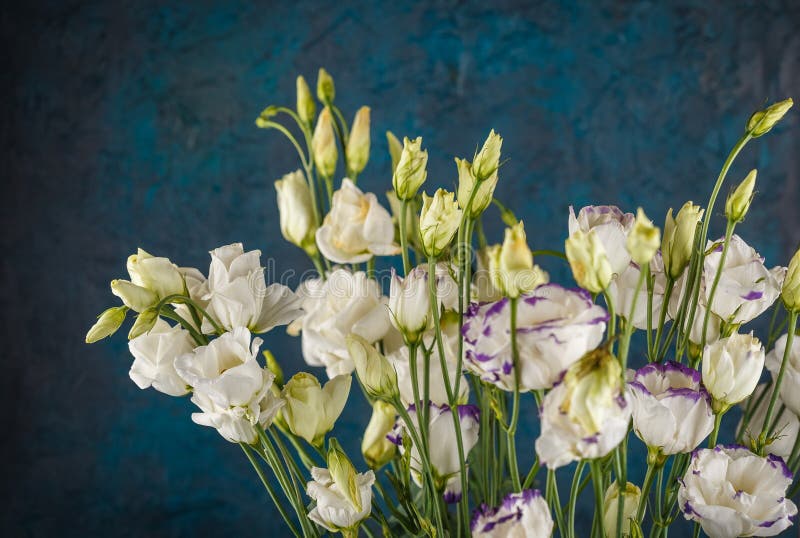 White eustoma flowers stock photo. Image of arrangement - 135688636
