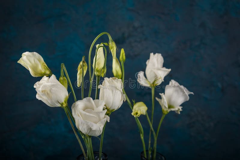 White eustoma flowers stock photo. Image of freshness - 87518946