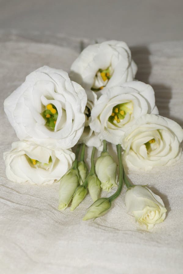 Eustoma white buds stock photo. Image of blossom, grandiflorum - 88519598