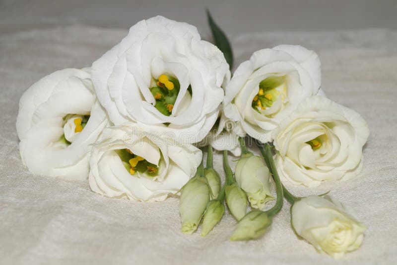 Eustoma white buds stock photo. Image of blossom, grandiflorum - 88519598