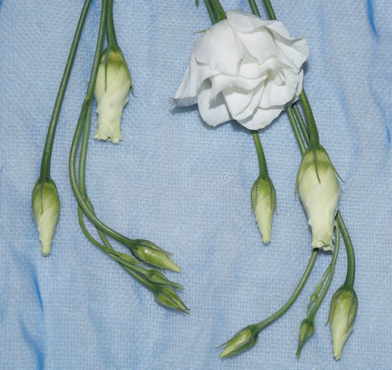 White eustoma flower stock image. Image of petals, lisianthus - 88298239