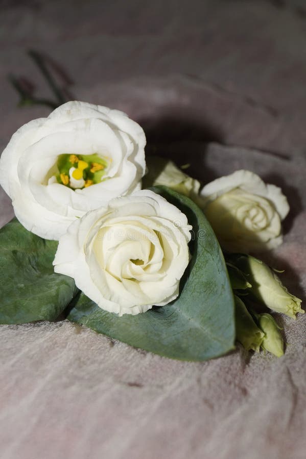 White eustoma flowers stock photo. Image of nature, lisianthus - 88298234