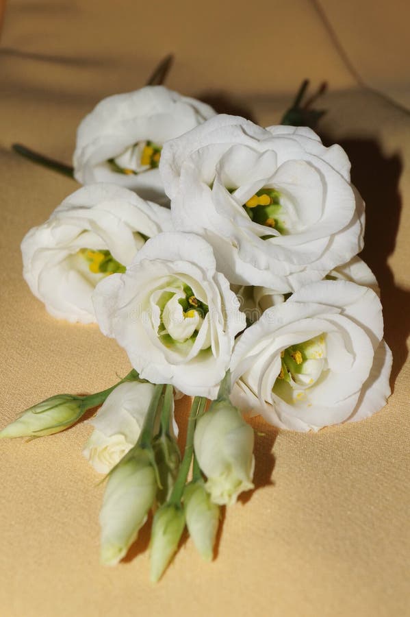 White eustoma flower stock image. Image of petals, lisianthus - 88298239