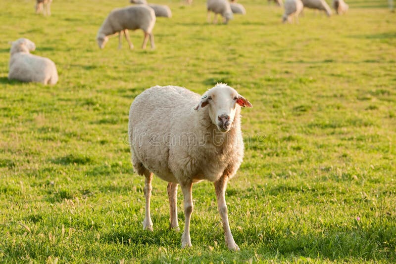 White ewe stock image. Image of natural, farm, fresh - 14234939