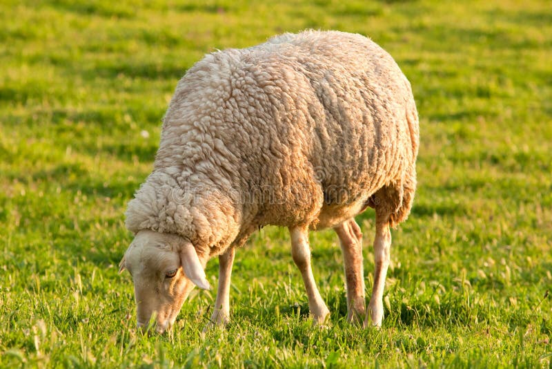 White ewe grazing stock image. Image of graze, fresh - 14038613